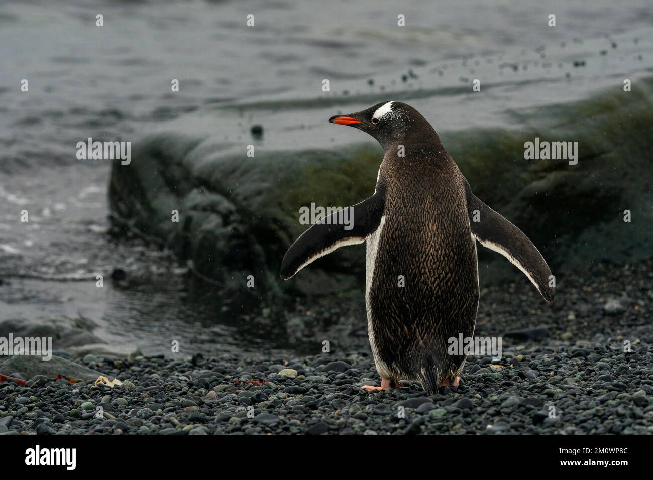 Gentoo penguin (Pygoscelis papua), Half Moon Island, South Shetland ...