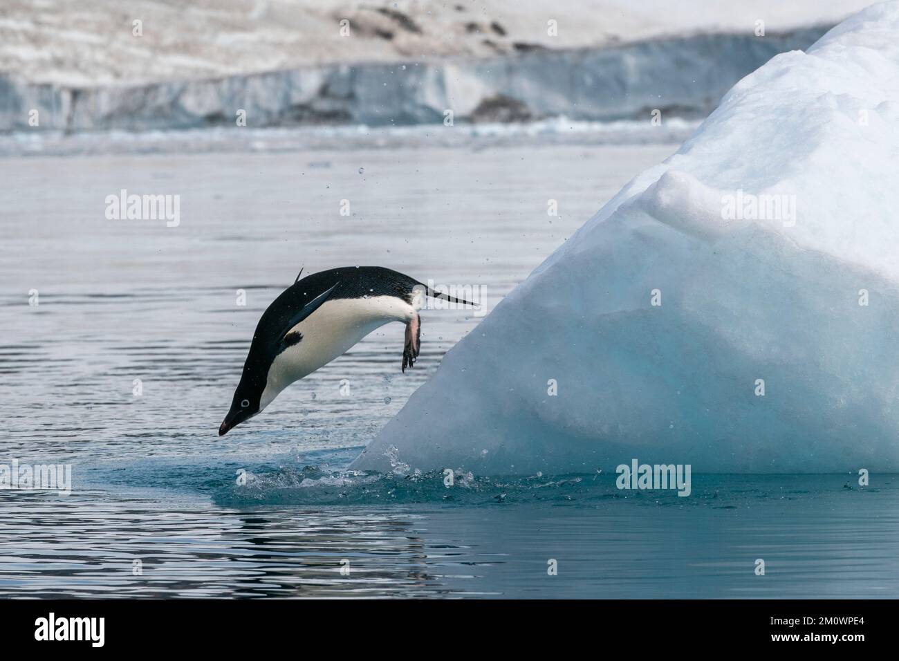 Adelie penguin (Pygoscelis adeliae) jumping from iceberg, Croft Bay ...
