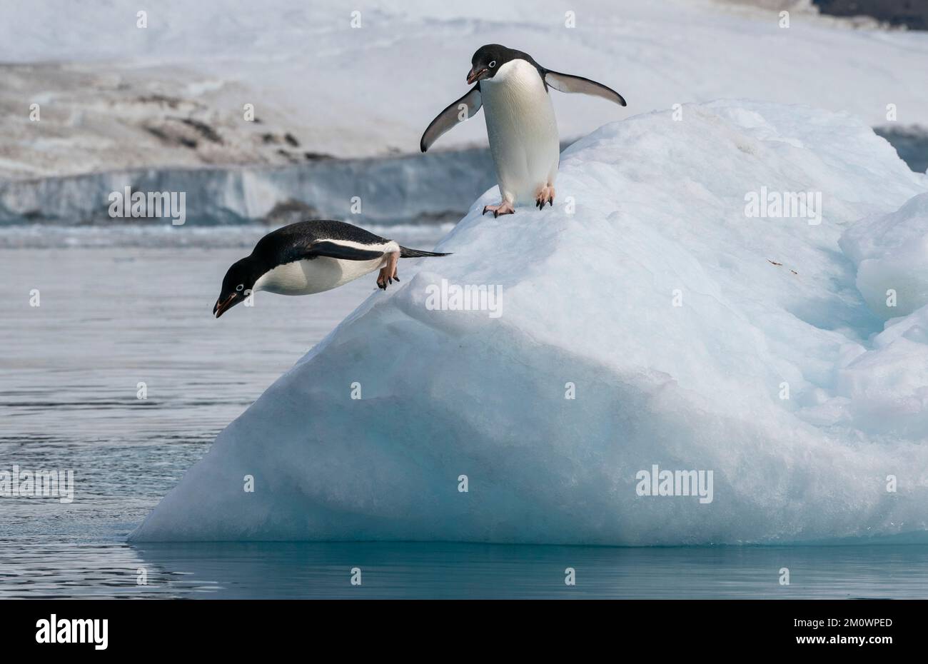 Adelie penguins (Pygoscelis adeliae) jumping from iceberg, Croft Bay ...
