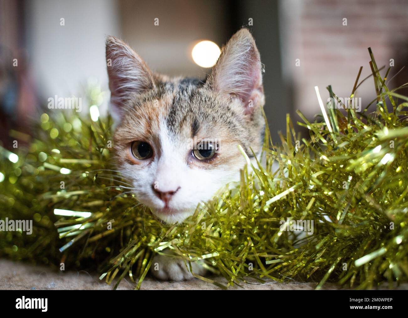cute little cat playing with Christmas garland Stock Photo - Alamy