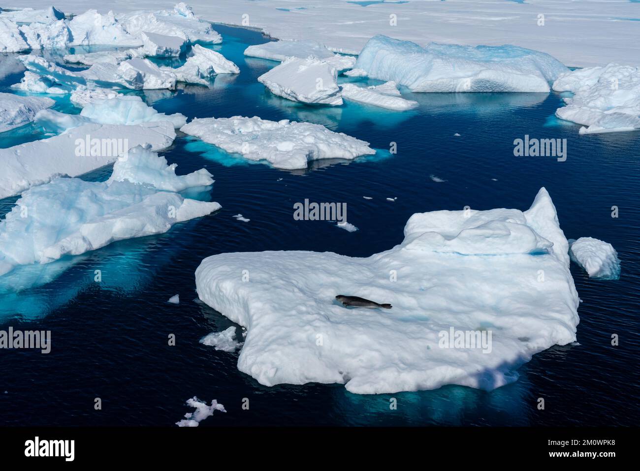 Ross Seal (Ommatophoca rossii) on iceberg, Larsen B Ice Shelf, Weddell ...