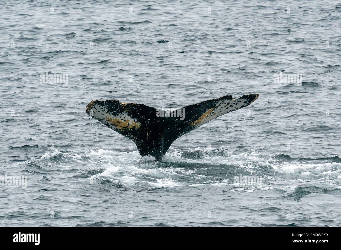 Humpback Whale (Megaptera novaeangliae) diving, Antarctic Sound ...