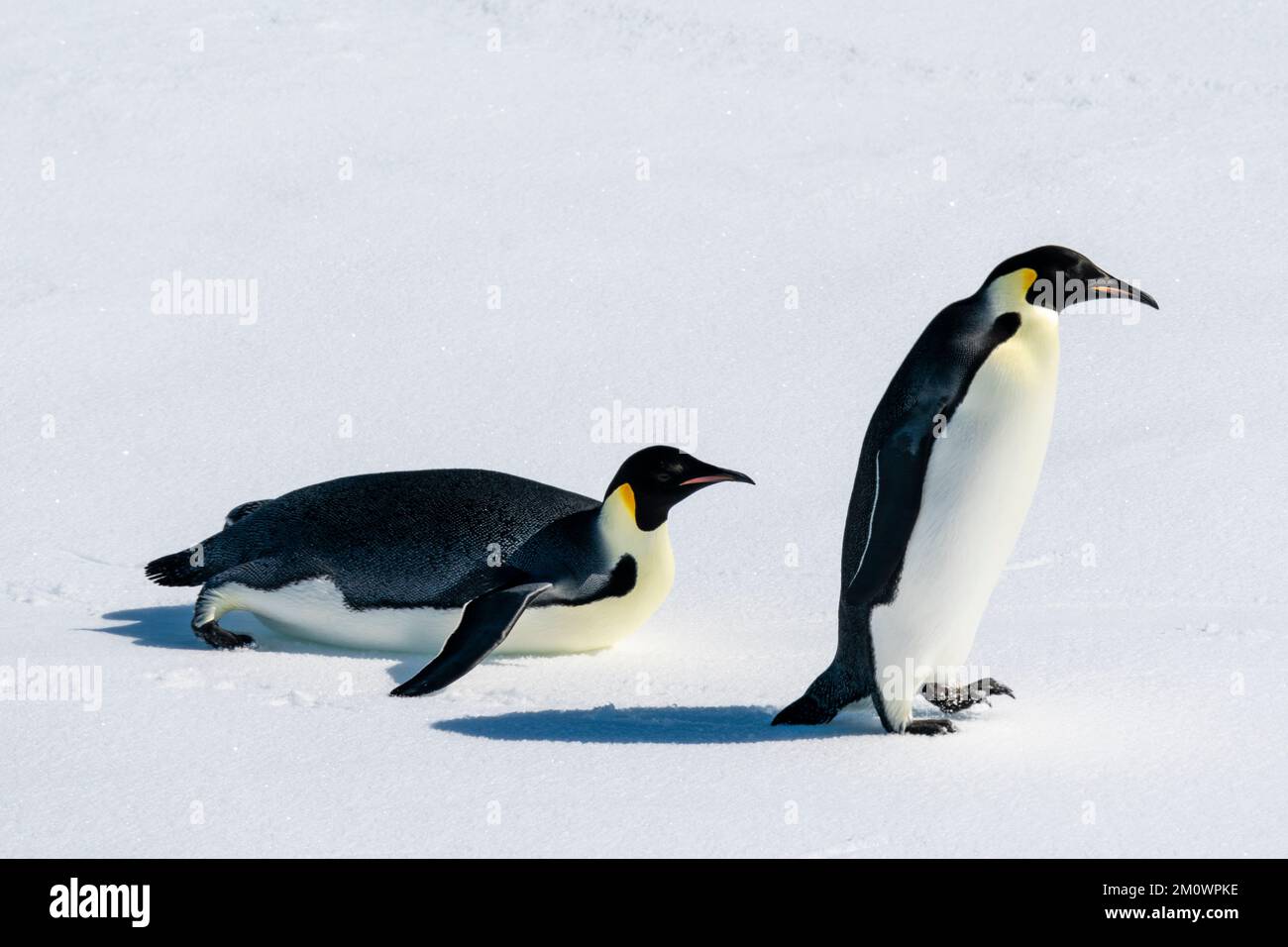 Emperor penguin (Aptenodytes forsteri) pair on sea ice, Larsen B Ice ...