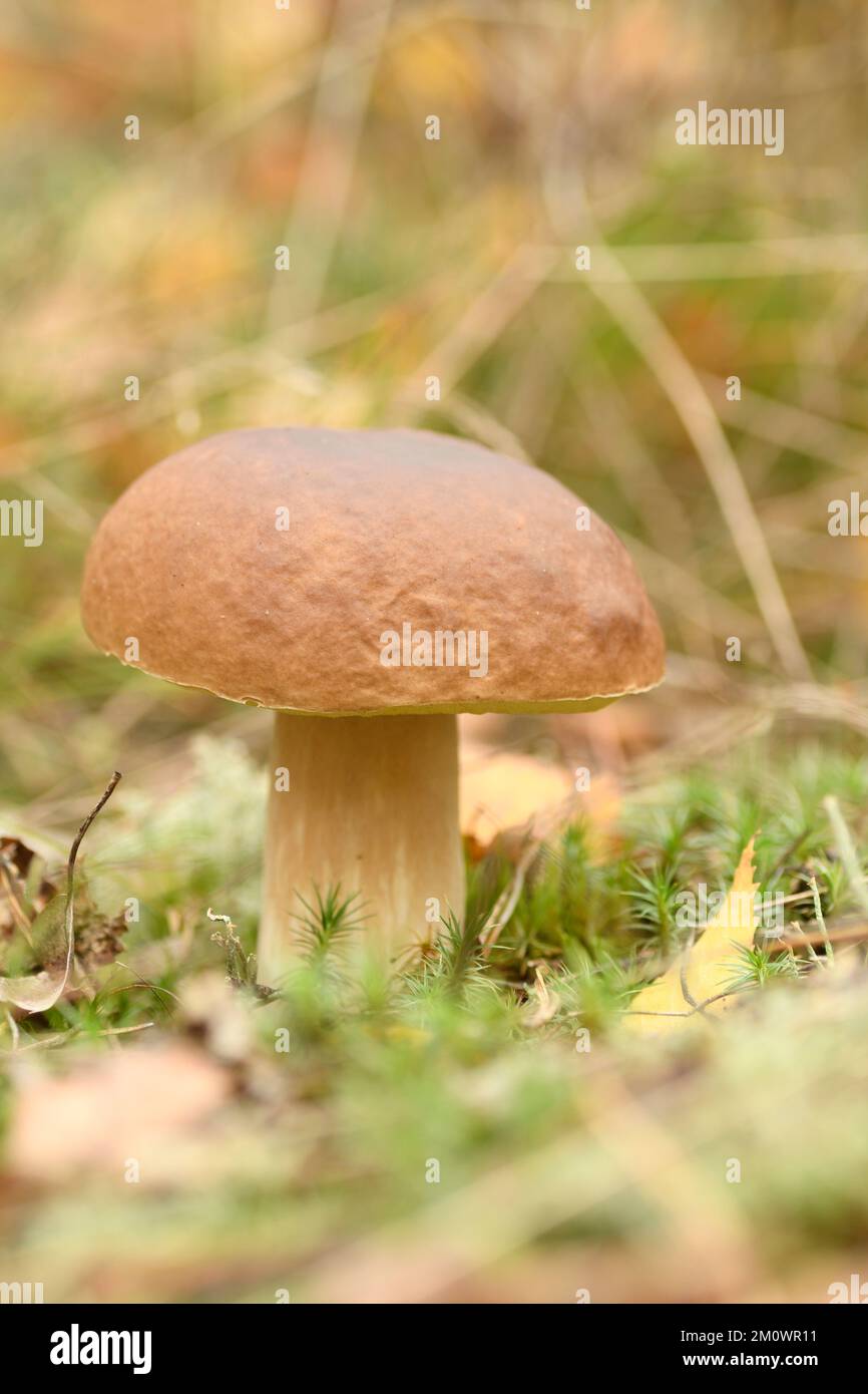 King Bolete (Boletus edulis) growing in pine forest, among lichens and ...