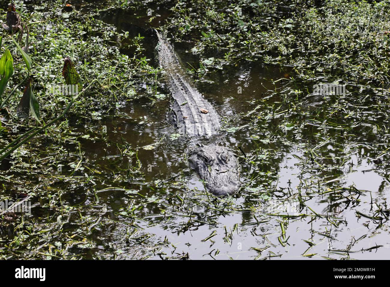 Alligator Wakodahatchee Wetlands Florida USA Stock Photo - Alamy