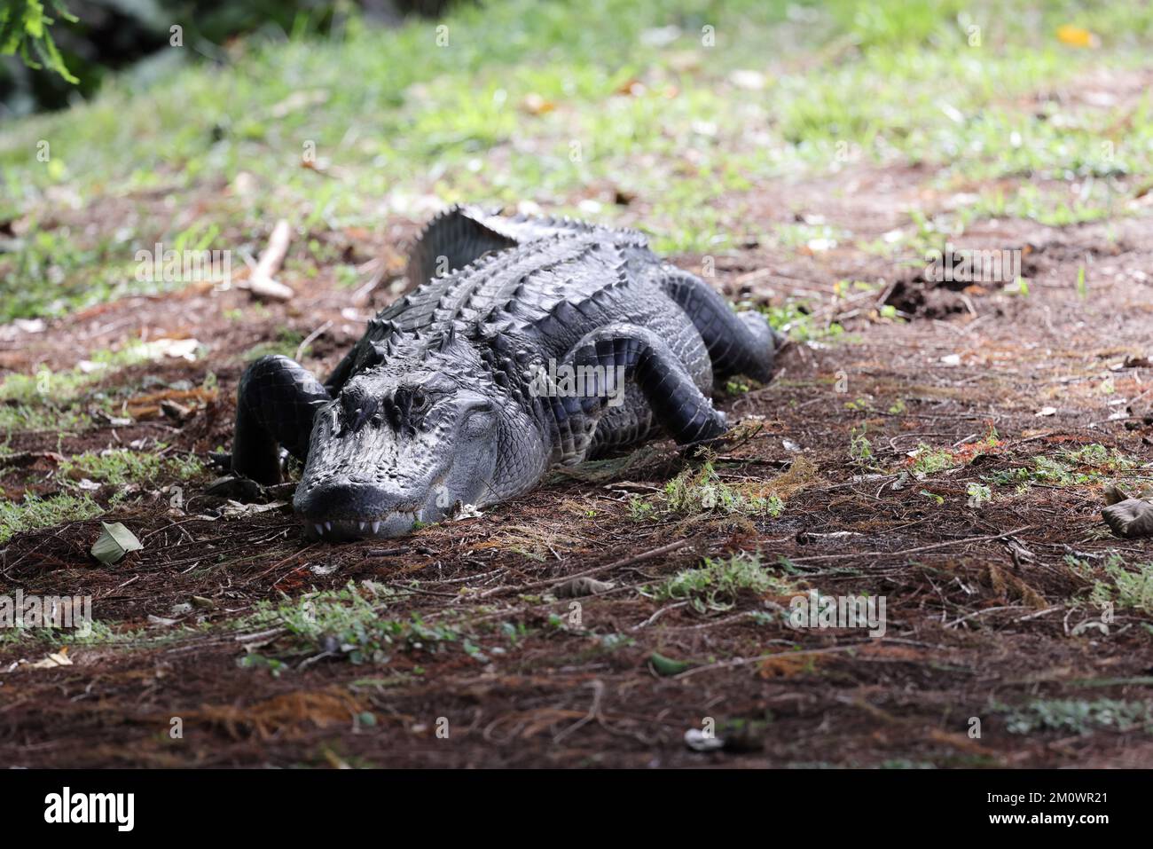 Alligator Wakodahatchee Wetlands Florida USA Stock Photo - Alamy