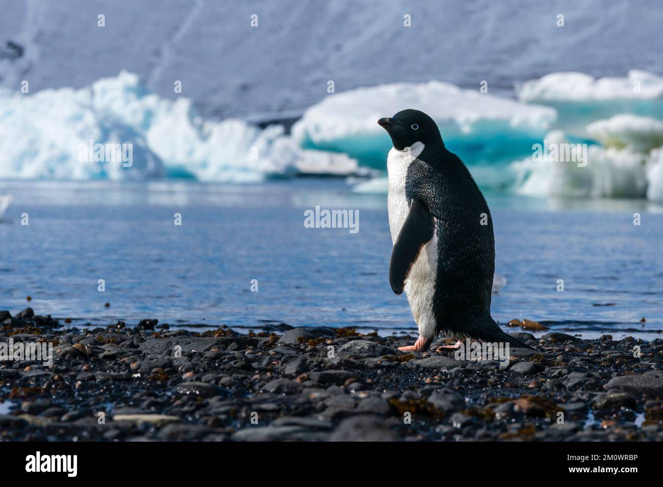 An Adelie penguin (Pygoscelis adeliae) on a beach, Devil Island ...