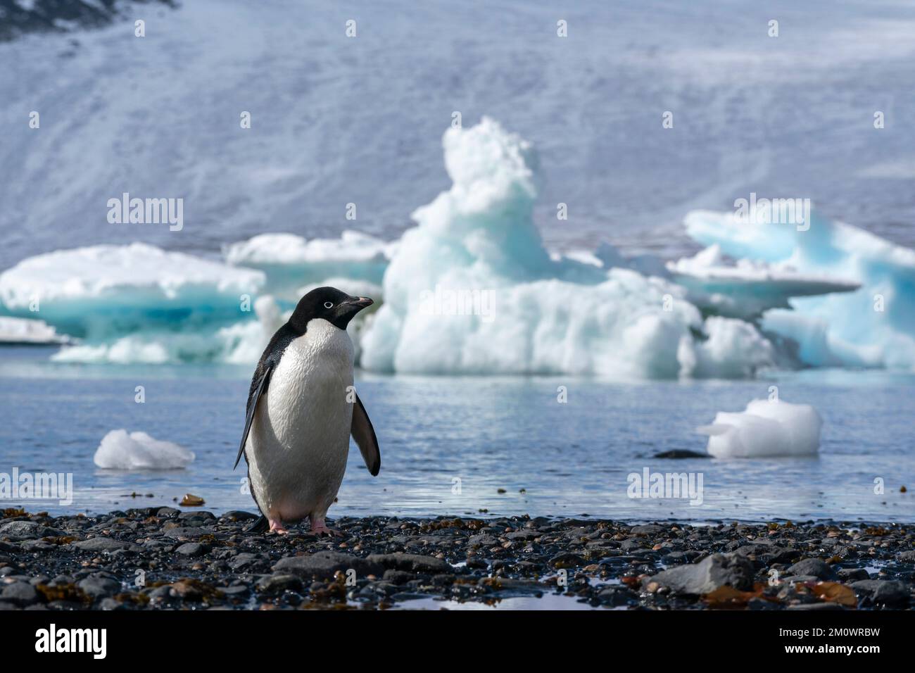 An Adelie penguin (Pygoscelis adeliae) on a beach, Devil Island ...