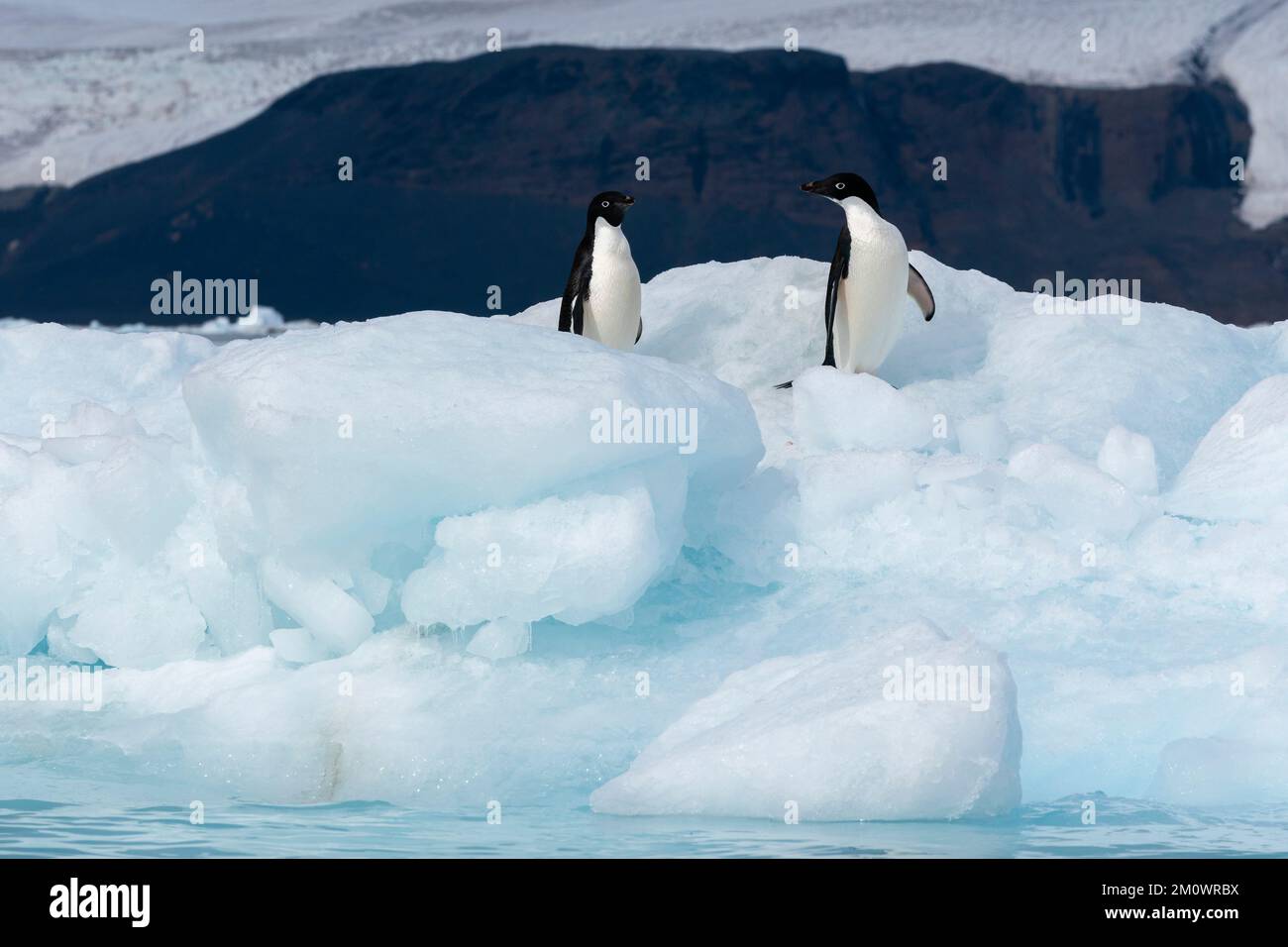 Adelie penguins (Pygoscelis adeliae) on iceberg, Croft Bay, James Ross ...