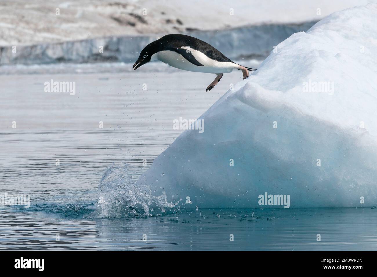 Adelie penguin (Pygoscelis adeliae) jumping from iceberg, Croft Bay ...