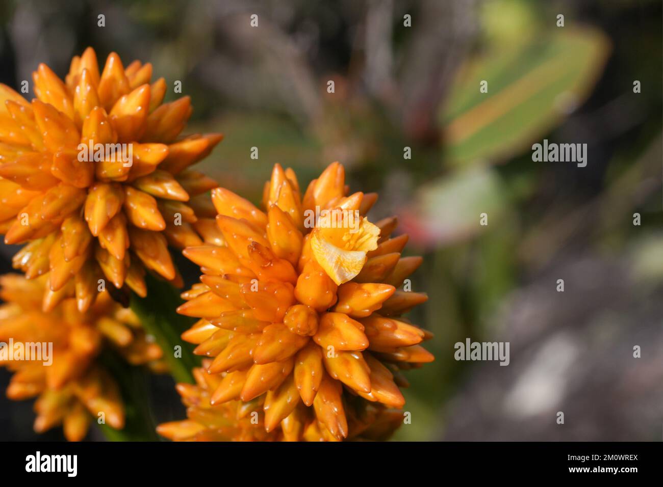 Stegolepis guianensis flowers on Amuri Tepui, Venezuela Stock Photo - Alamy