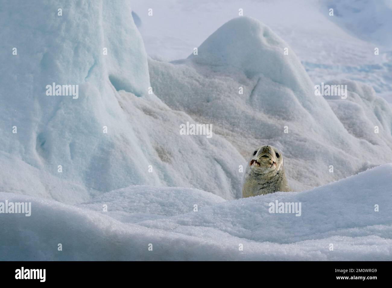 Crabeater seal (Lobodon carcinophaga) resting on iceberg, Croft Bay ...