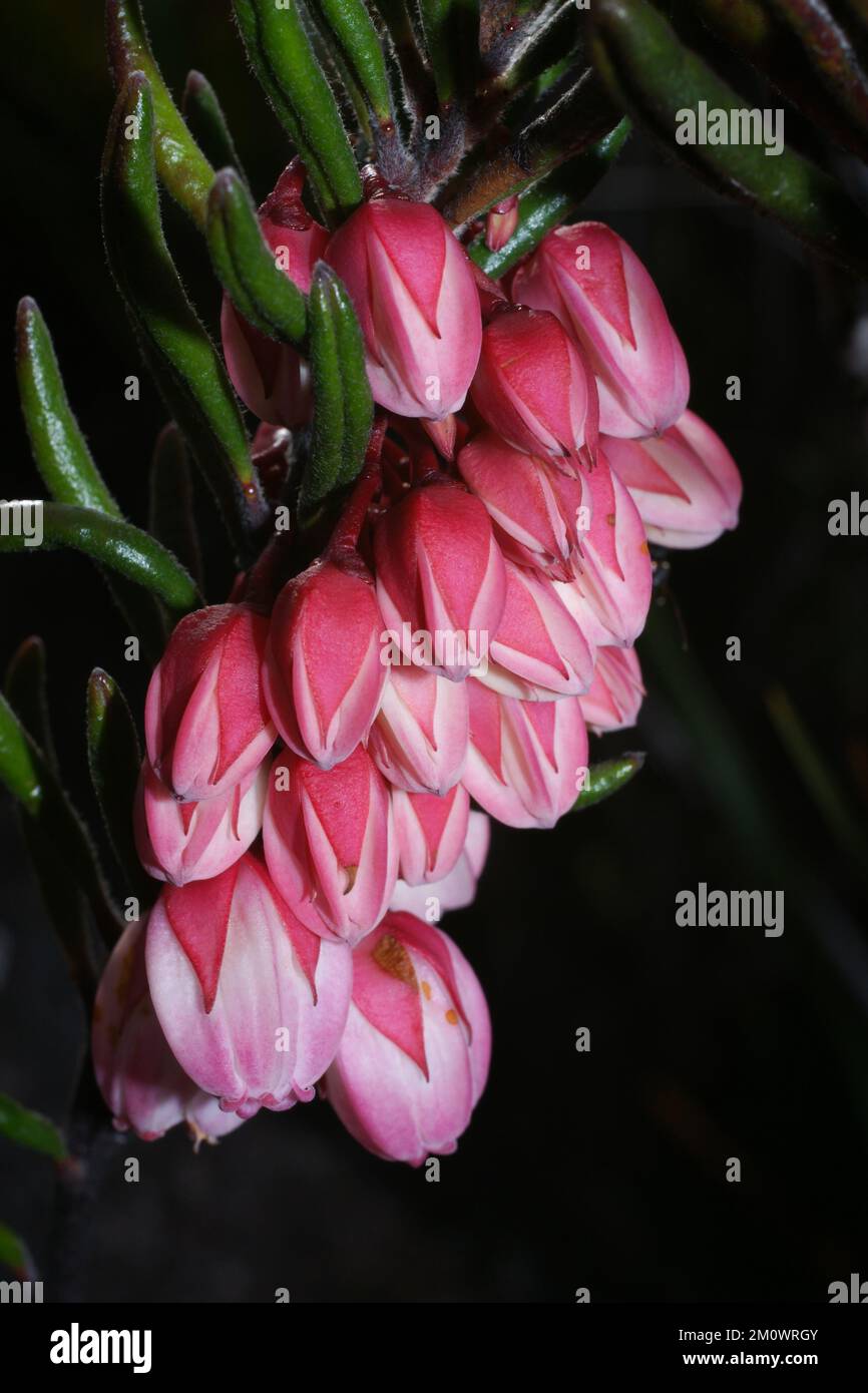 Tepuia tatei, red flower buds with small leaves, natural habitat, Amuri ...