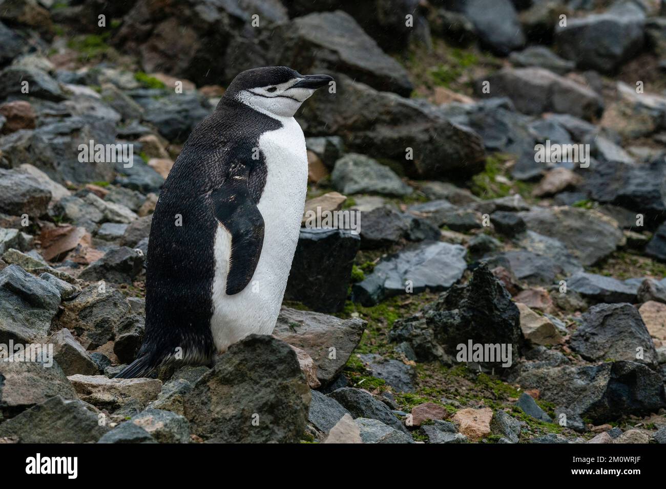 Chinstrap penguin (Pygoscelis antarcticus), Half Moon Island, South ...