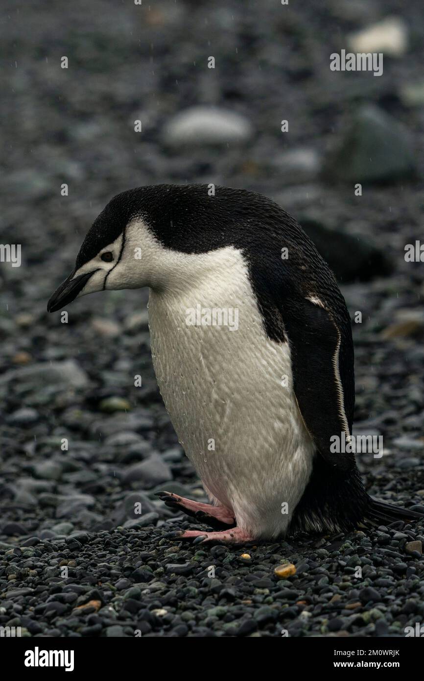 Chinstrap penguin (Pygoscelis antarcticus), Half Moon Island, South ...