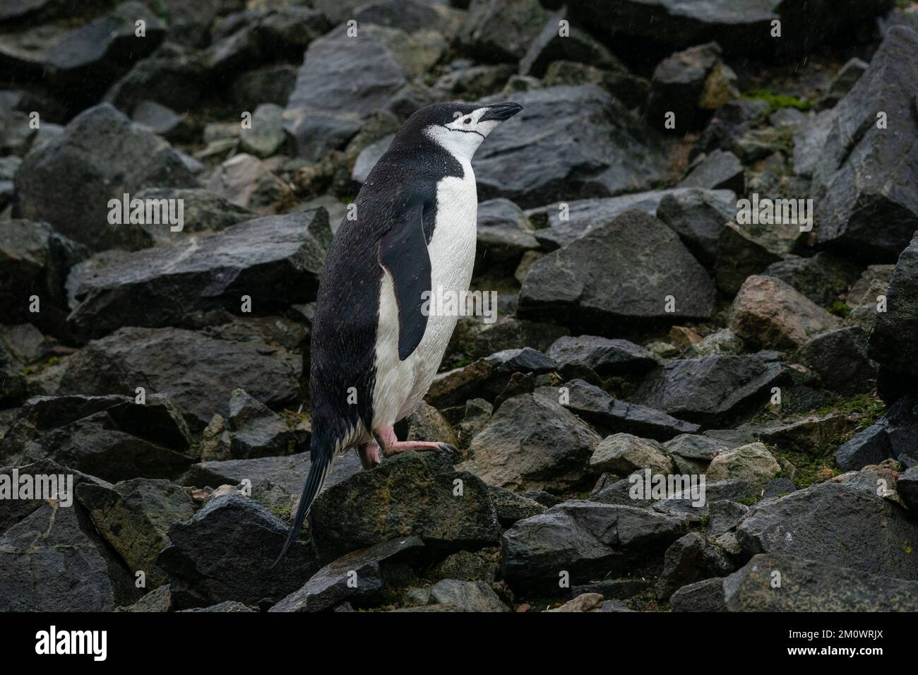 Chinstrap penguin (Pygoscelis antarcticus), Half Moon Island, South ...