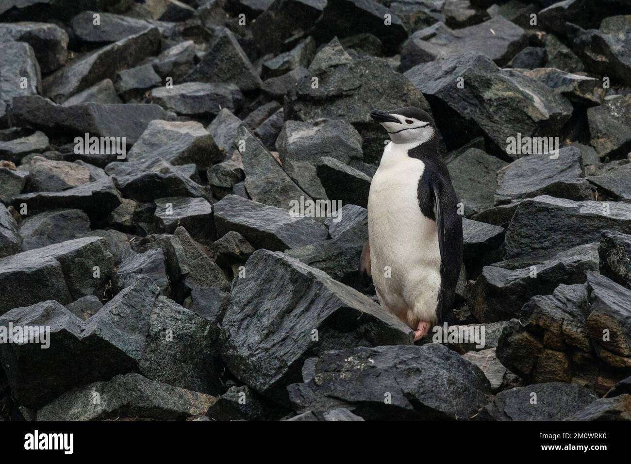 Chinstrap penguin (Pygoscelis antarcticus), Half Moon Island, South ...