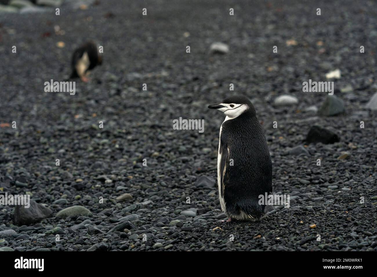 Chinstrap penguin (Pygoscelis antarcticus), Half Moon Island, South ...