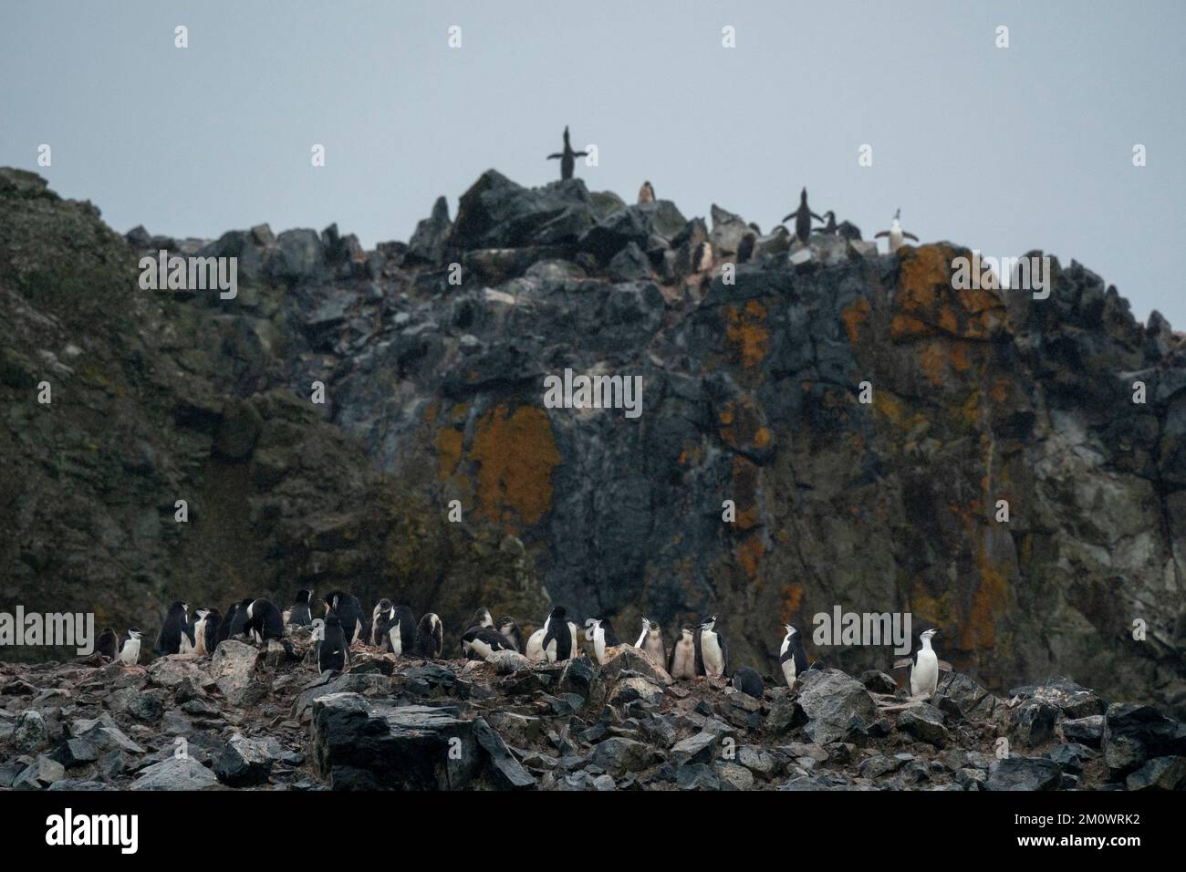 Chinstrap penguin (Pygoscelis antarcticus), Half Moon Island, South ...