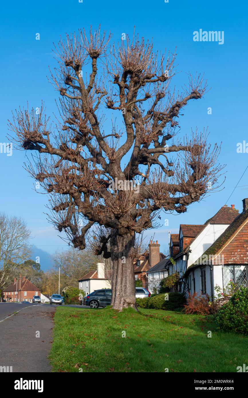 Pollarded tree hi-res stock photography and images - Alamy