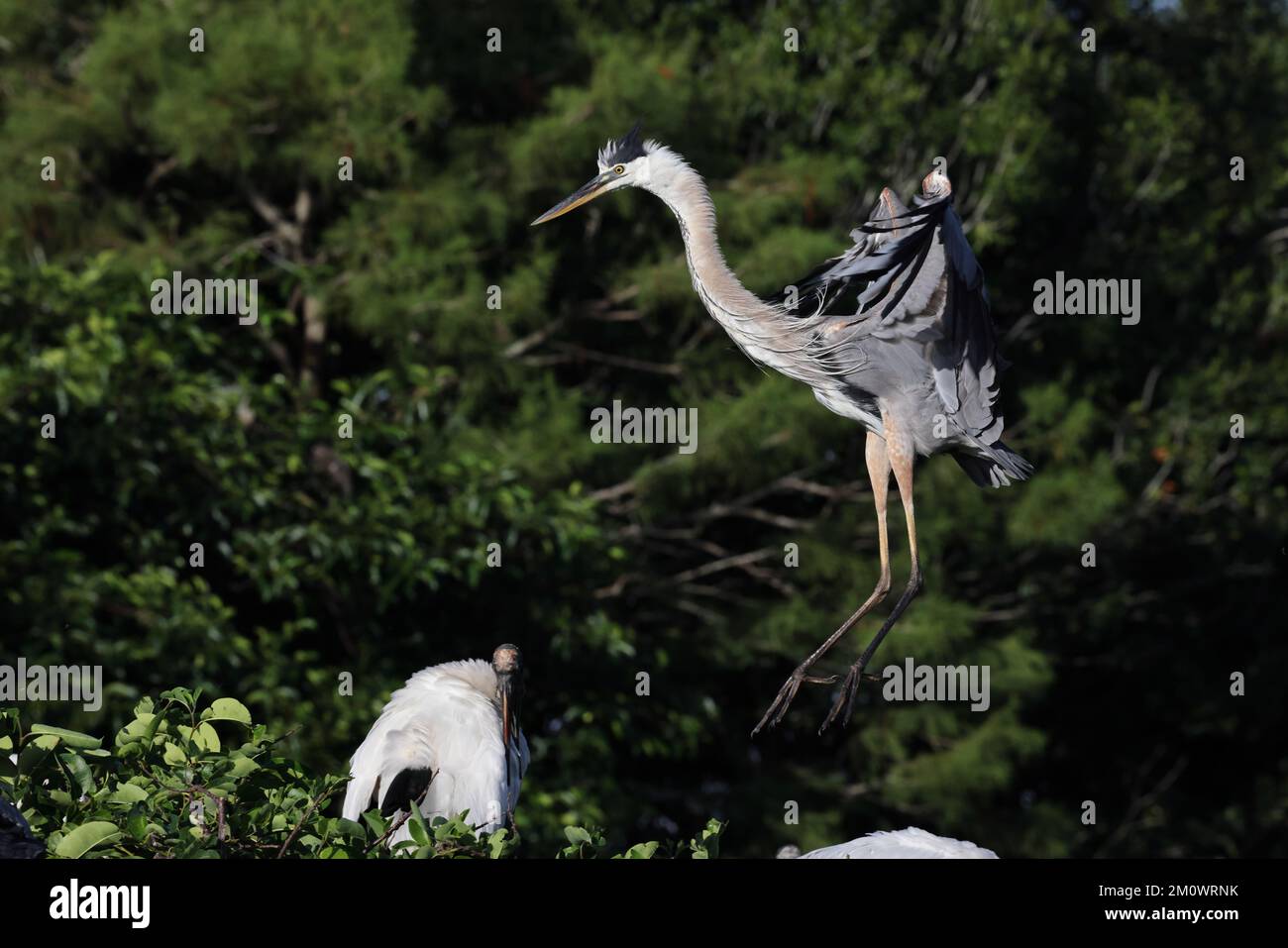 Great Blue Heron Wakodahatchee Wetlands Florida USA Stock Photo - Alamy