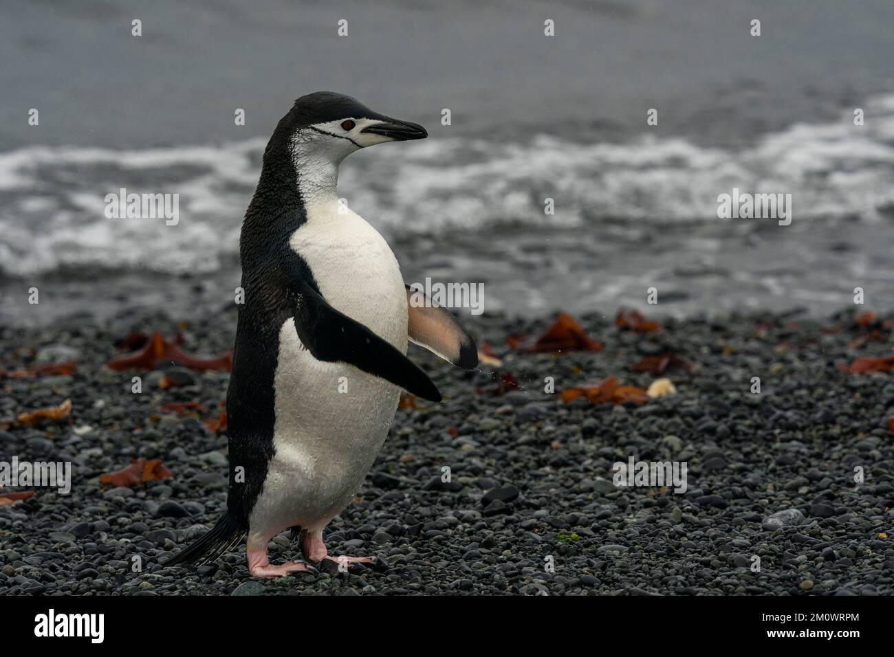 Chinstrap penguin (Pygoscelis antarcticus), Half Moon Island, South ...