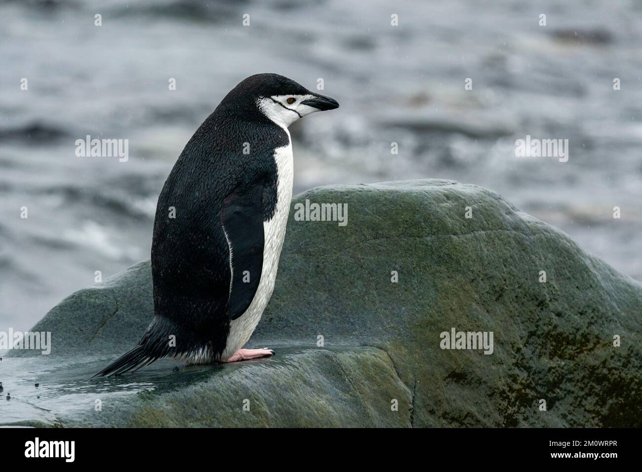 Chinstrap penguin (Pygoscelis antarcticus), Half Moon Island, South ...