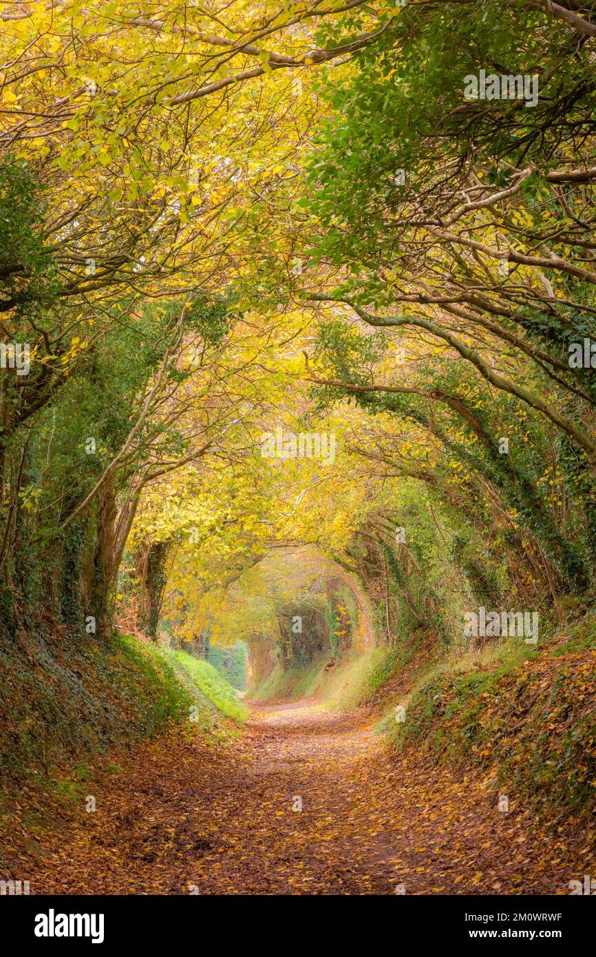 Halnaker Tree Tunnel Over An Ancient Track To Halnaker Windmill Forming A Hollow Way West