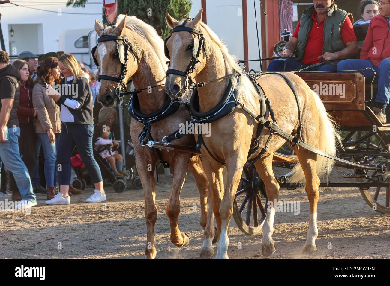A front closeup of two horses with a wooden carriage during the ...