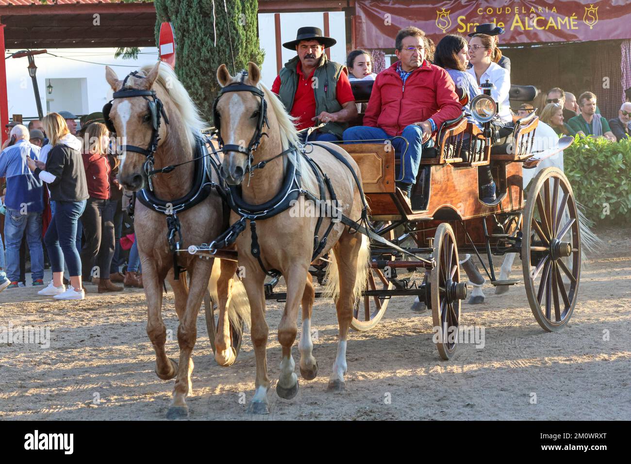 A front closeup of two horses with a wooden carriage during the ...