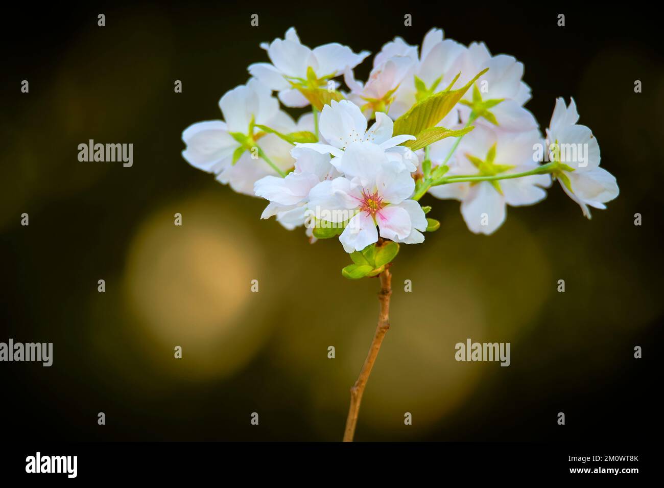 A closeup of cherry blossom flowers on a blurred background Stock Photo ...