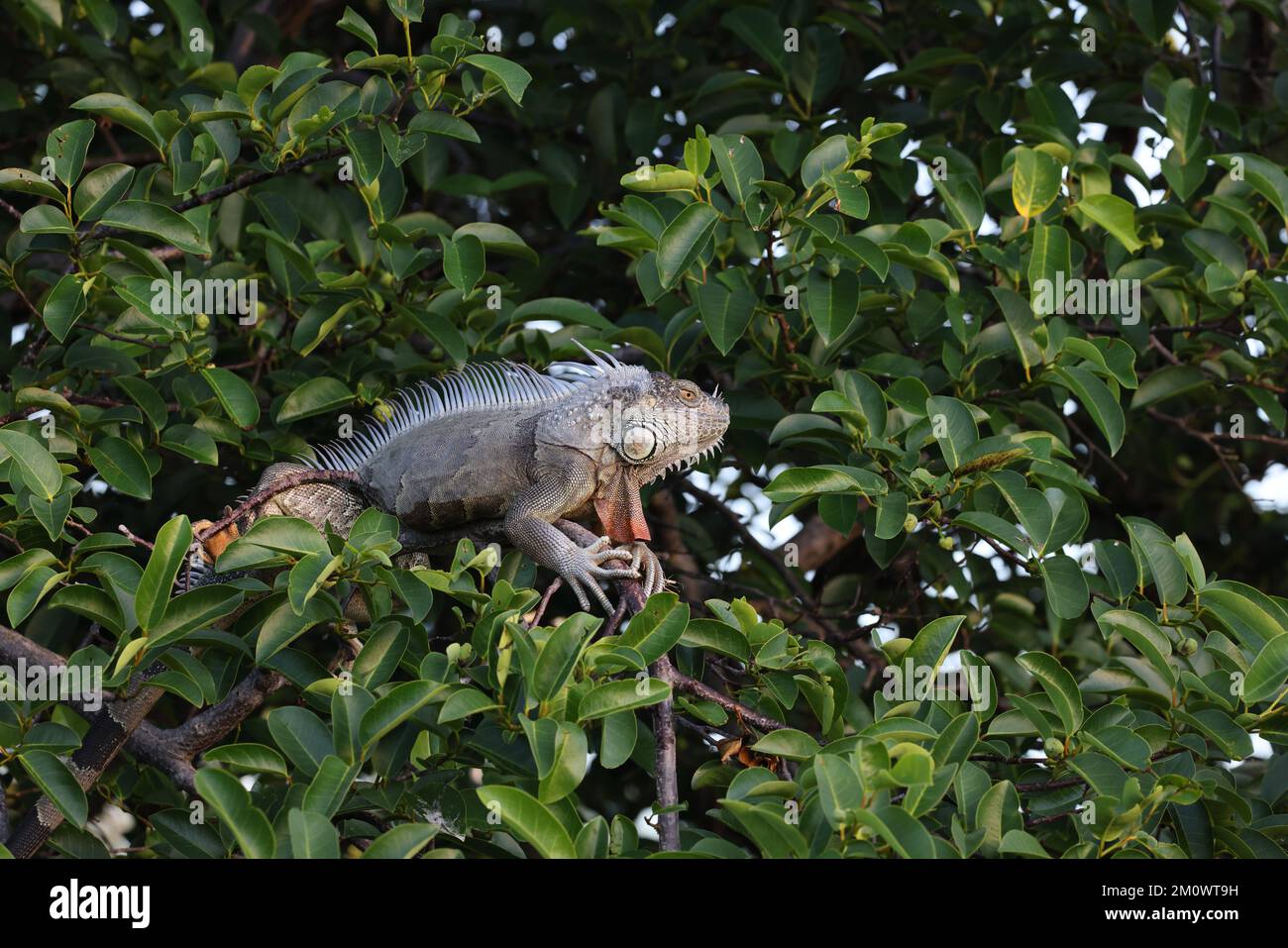 green iguana (Iguana iguana) Wakodahatchee Wetlands Florida USA Stock ...