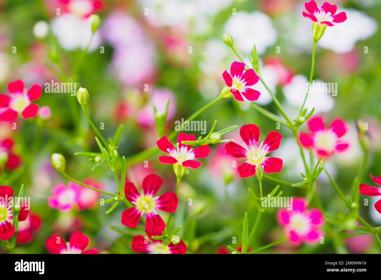 Gypsophila gypsy flowers hi-res stock photography and images - Alamy