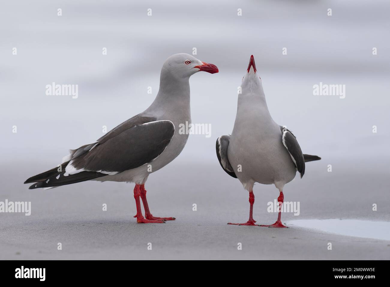 Dolphin Gull (Leucophaeus scoresbii) on the coast of Sea Lion Island in ...
