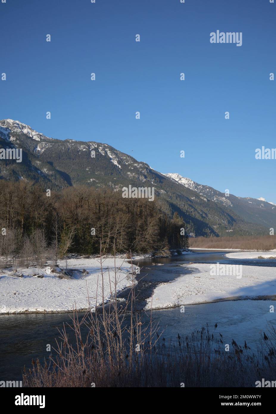 Brackendale eagles provincial park hi-res stock photography and images ...