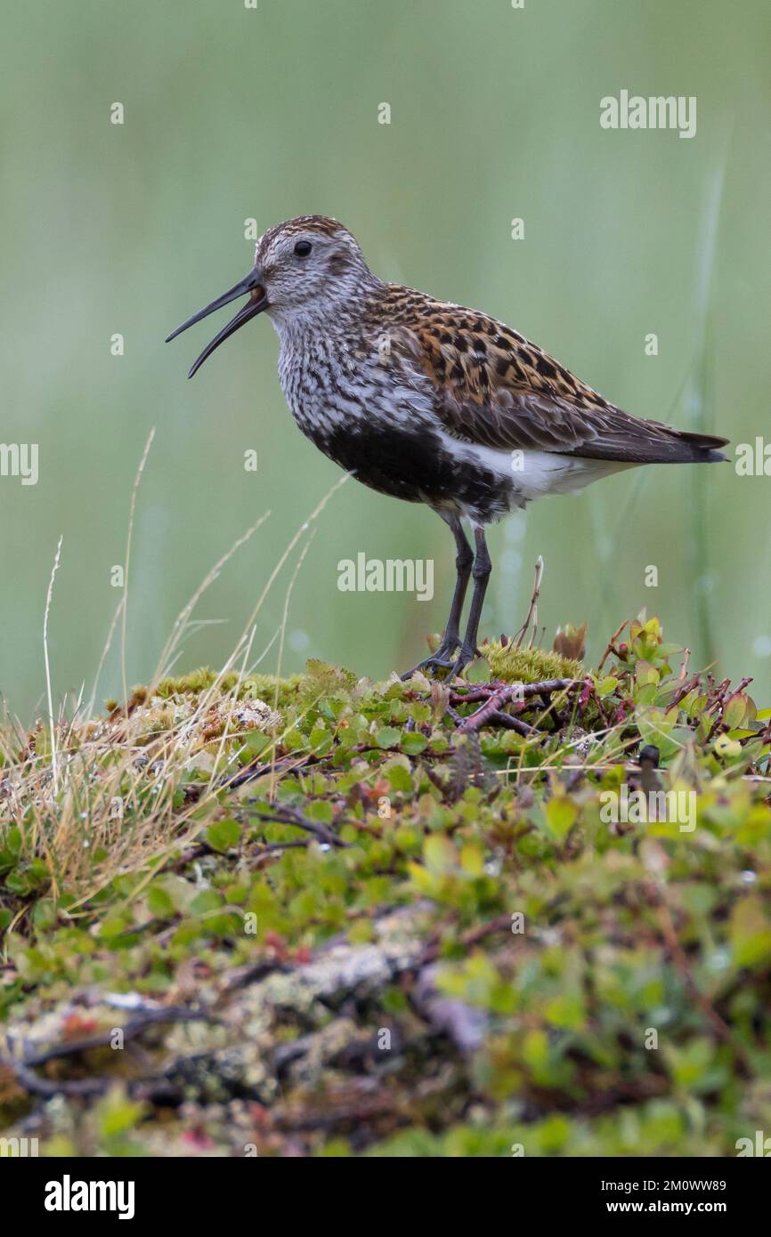 Alpen-Strandläufer, Alpenstrandläufer, im Prachtkleid, Strandläufer ...