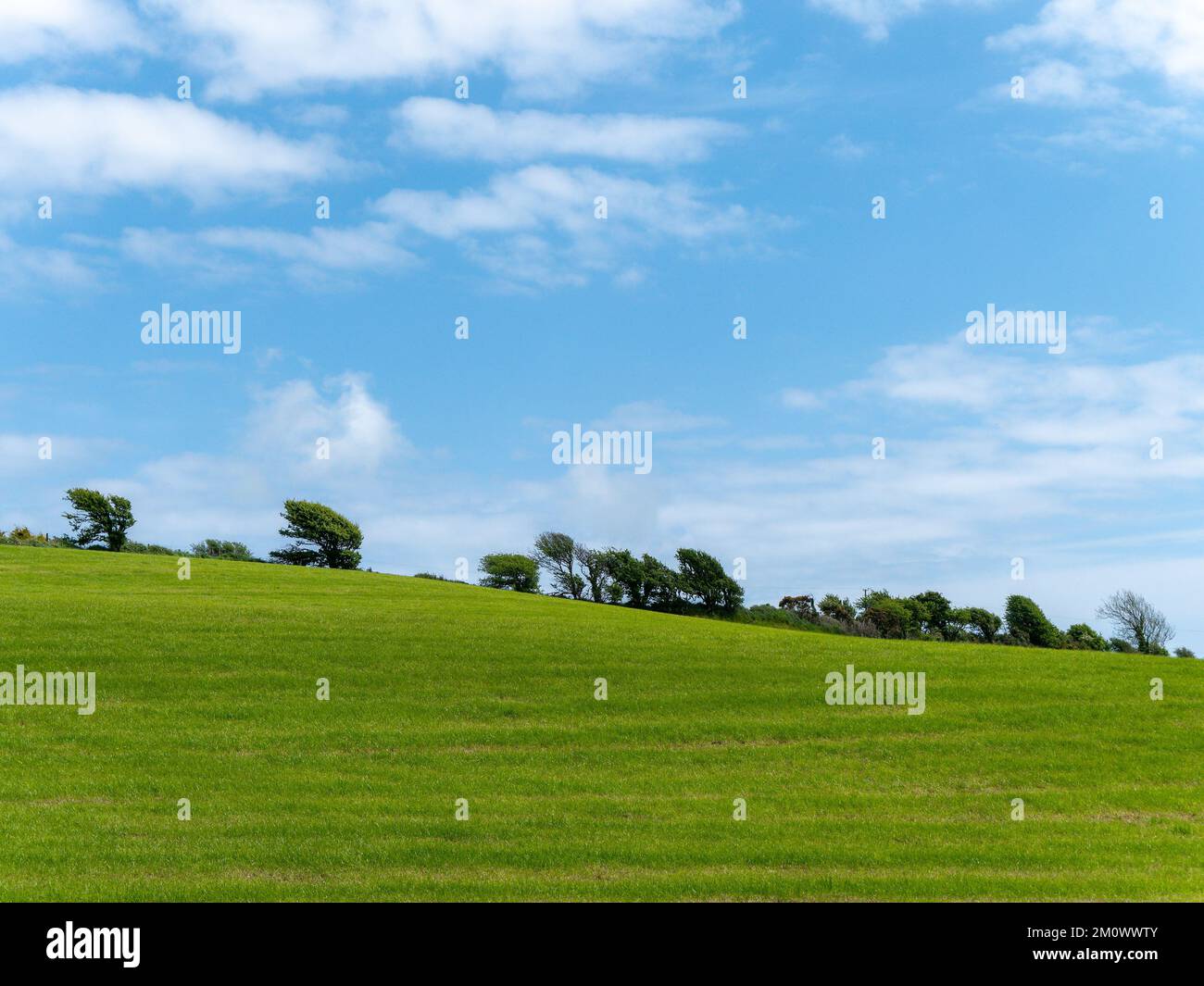 Beautiful trees on a hill under a clear blue sky. Picturesque spring ...
