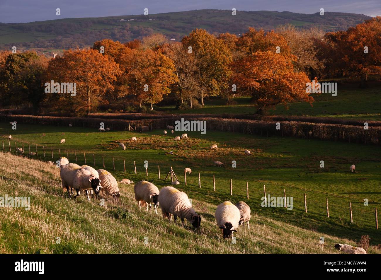 December 2022 - Cheddar Reservoir. in Somerset, England, UK Stock Photo ...
