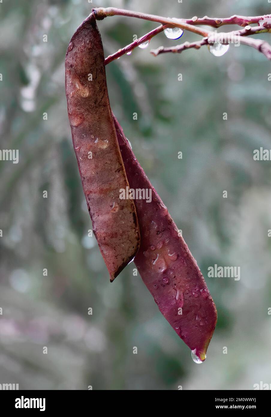 Bird of Paradise Pods with Rain Drop Stock Photo - Alamy