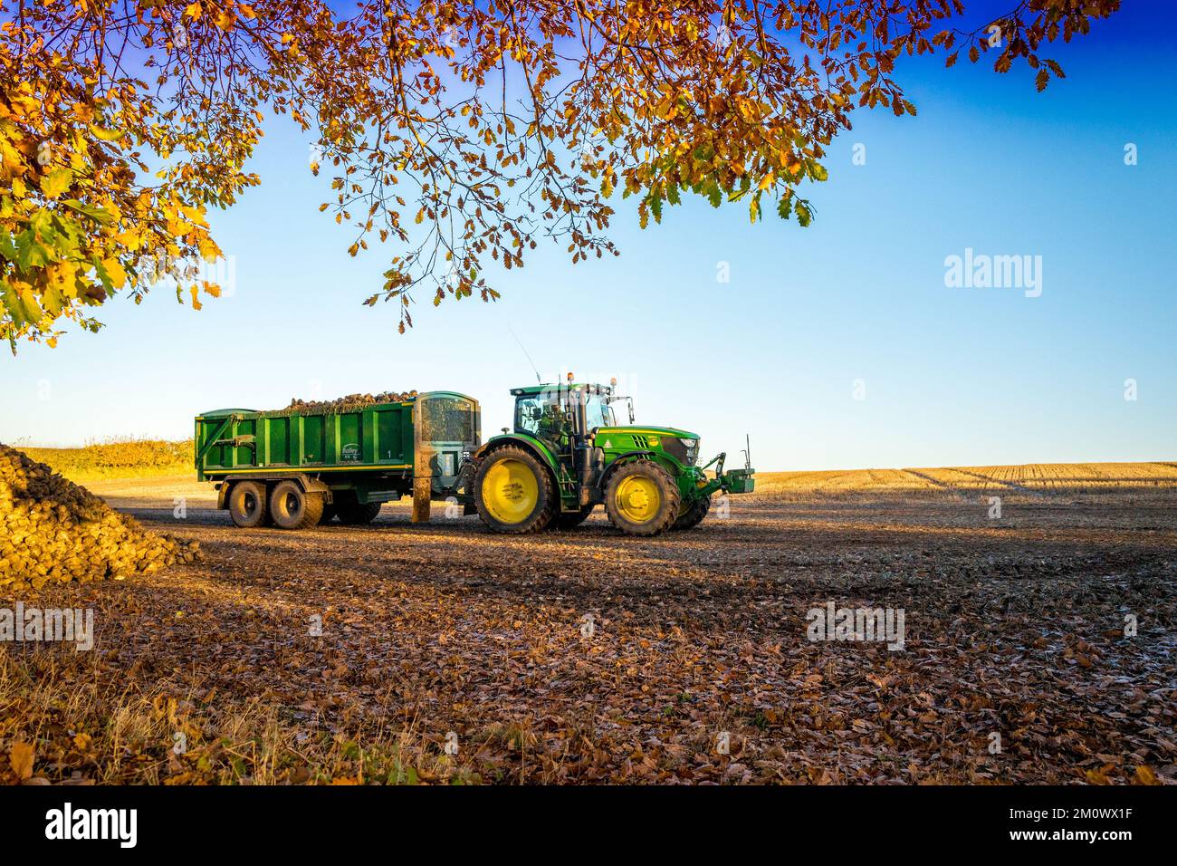 Tractor with a large trailer transporting freshly harvest sugar beet ...