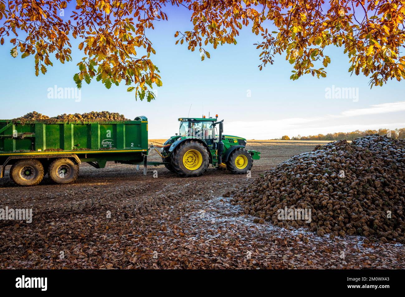 Tractor with a large trailer transporting freshly harvest sugar beet ...