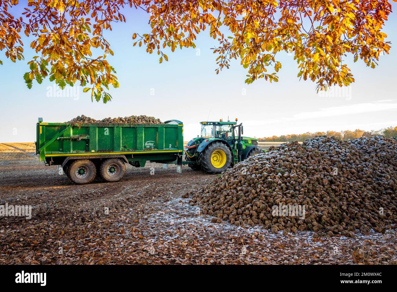 Tractor with a large trailer transporting freshly harvest sugar beet ...