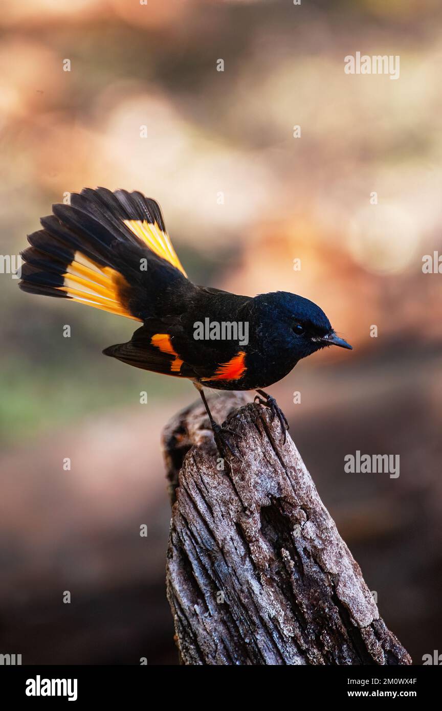 American redstart hi-res stock photography and images - Alamy