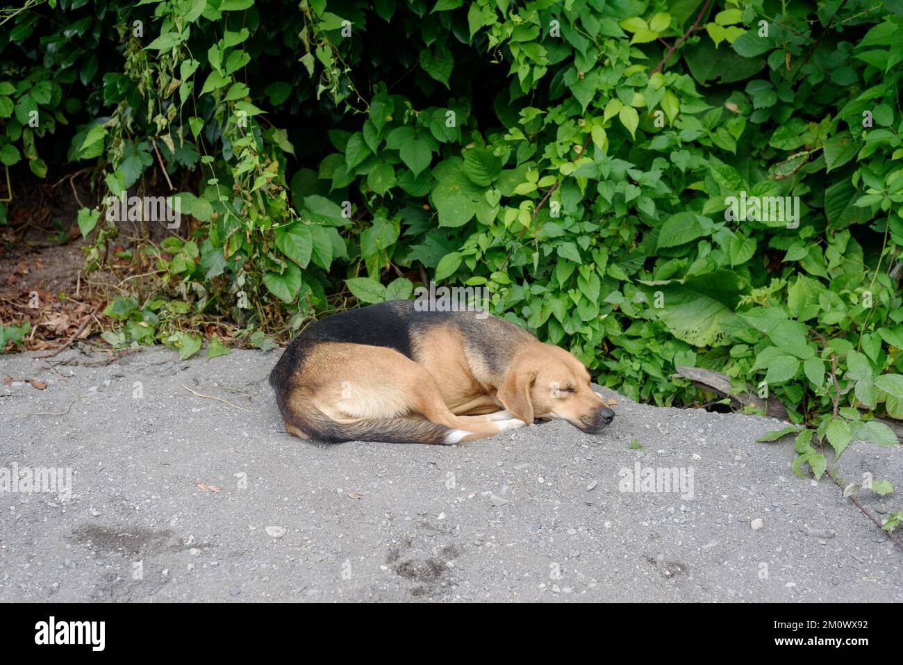 Fluffy pooch hi-res stock photography and images - Alamy