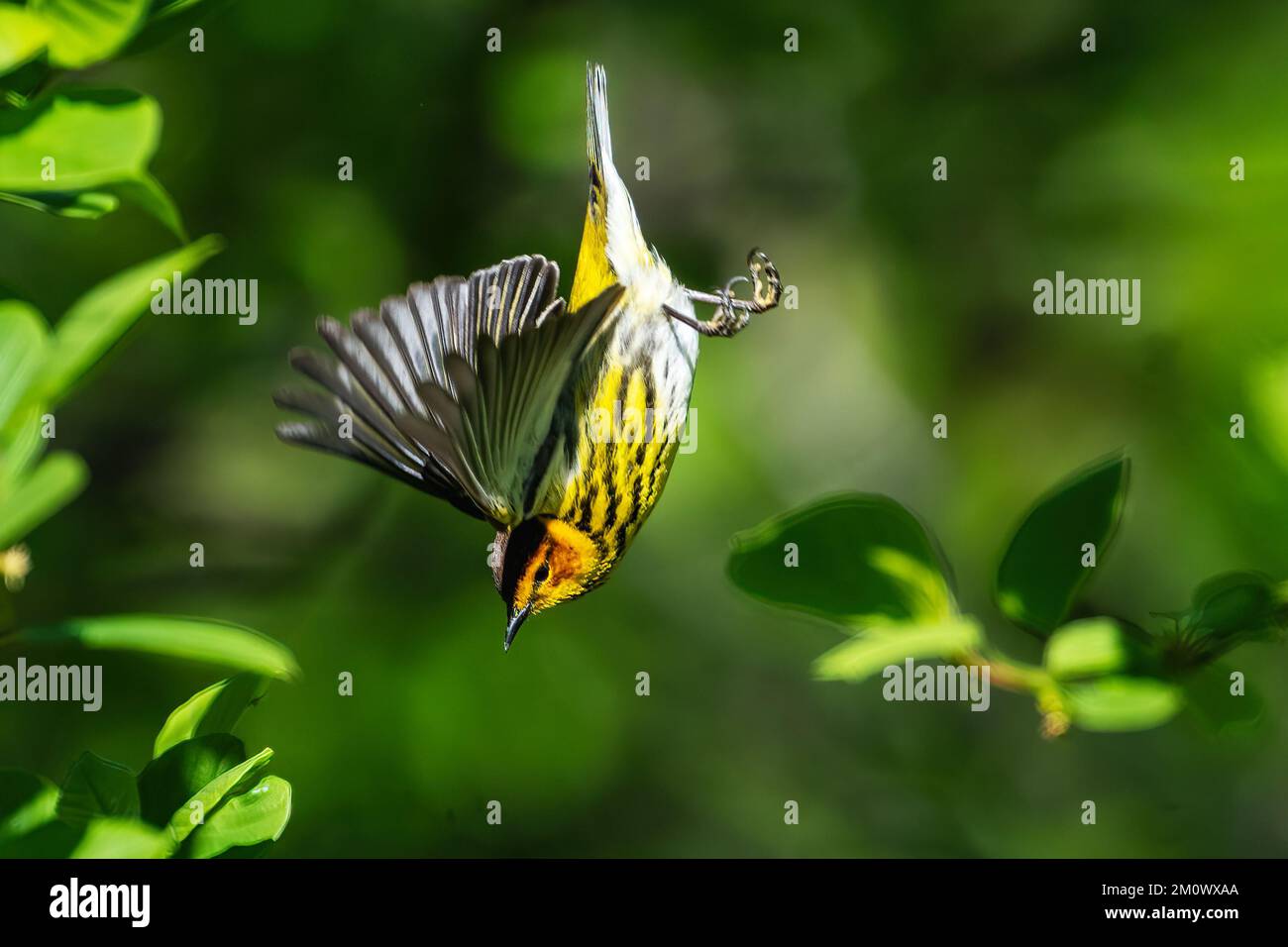 Capy may warblers hi-res stock photography and images - Alamy