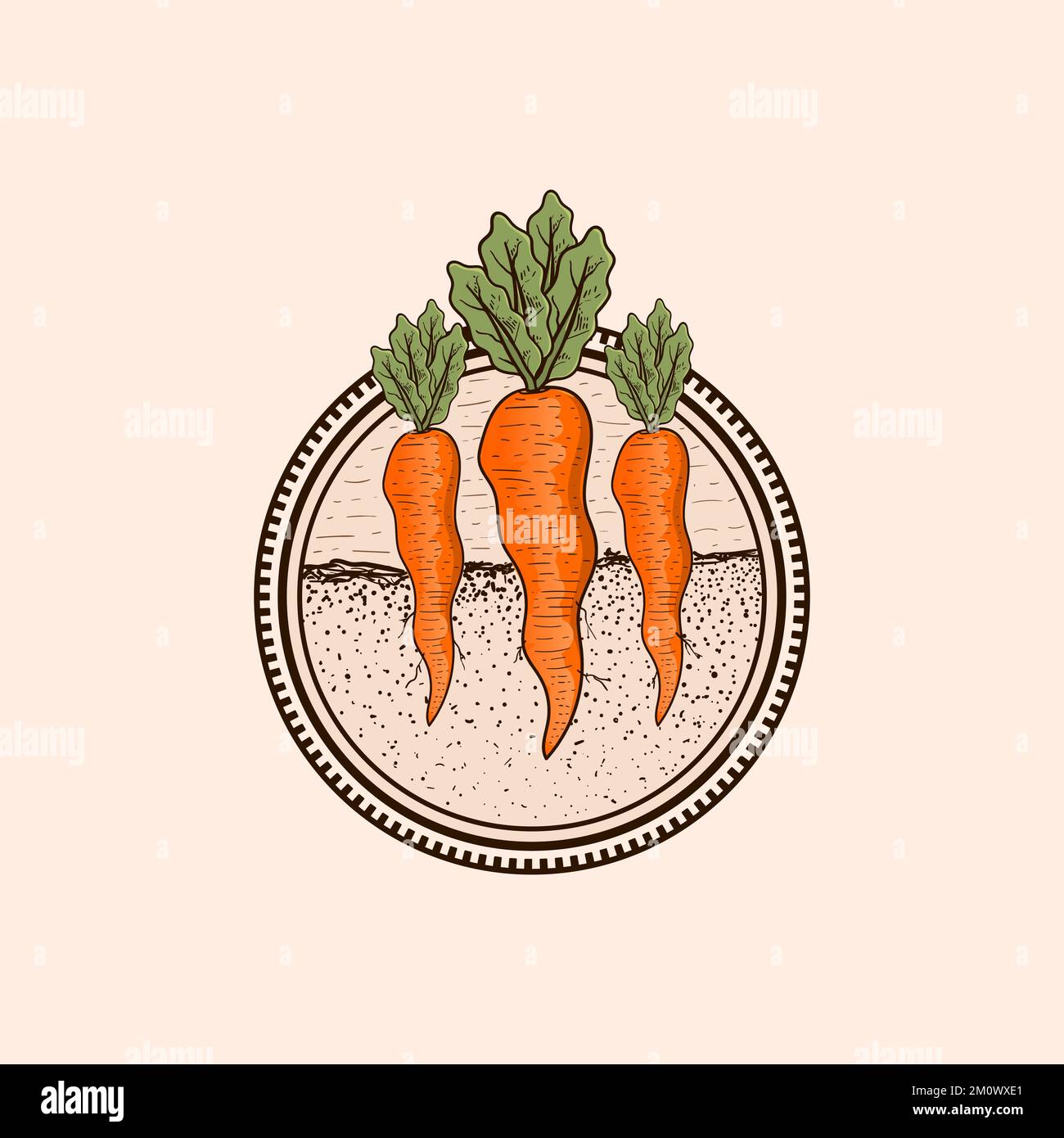 A vector of three carrots with leaves in soil on a pink background ...