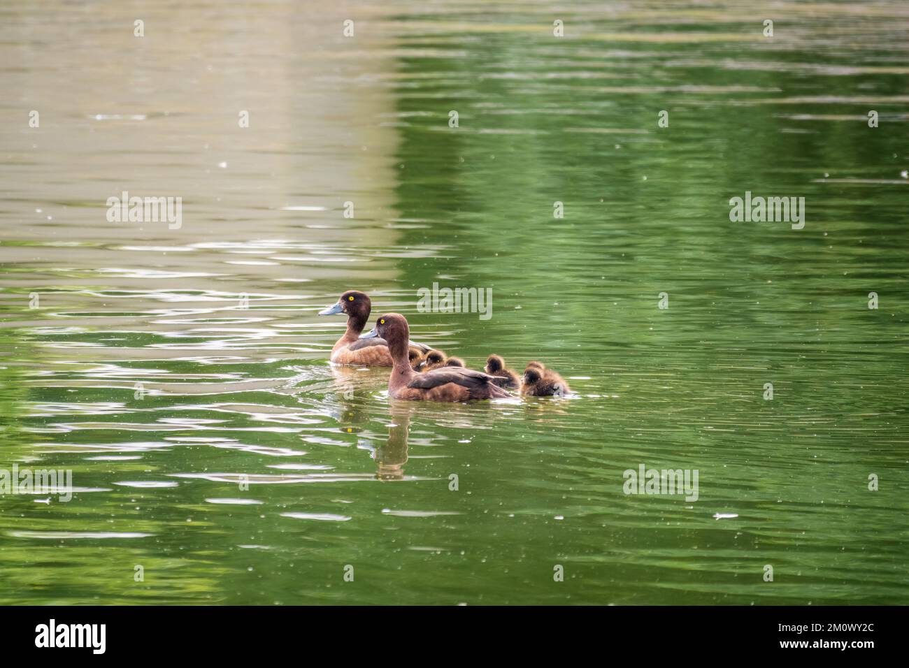 Tufted duck Family swims with their ducklings in green lake water. A ...