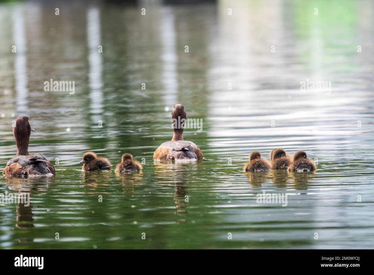 Tufted duck Family swims with their ducklings in green lake water. A ...