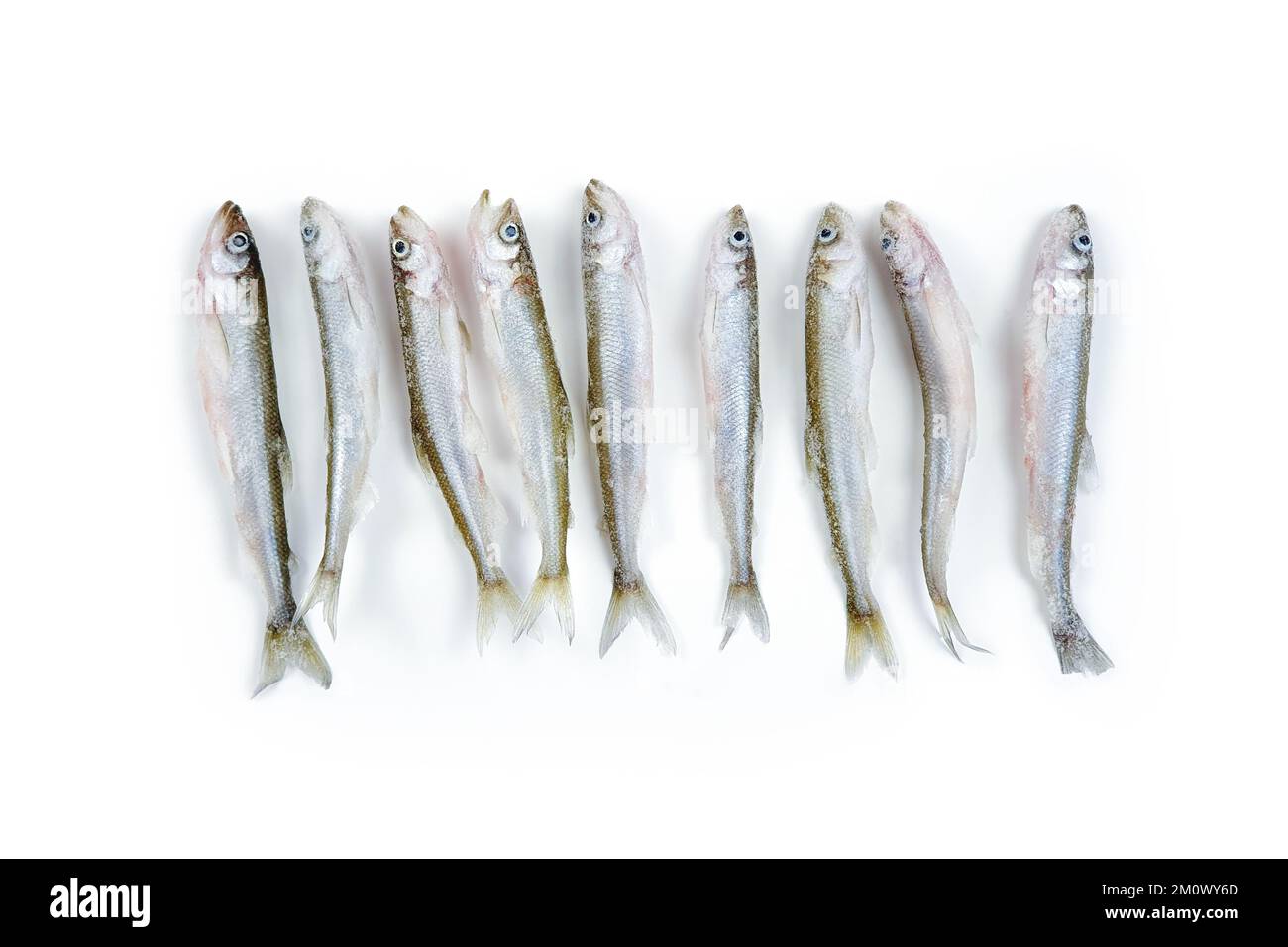 Deep frozen raw smelt fishes a lot with ice pieces isolated on white ...
