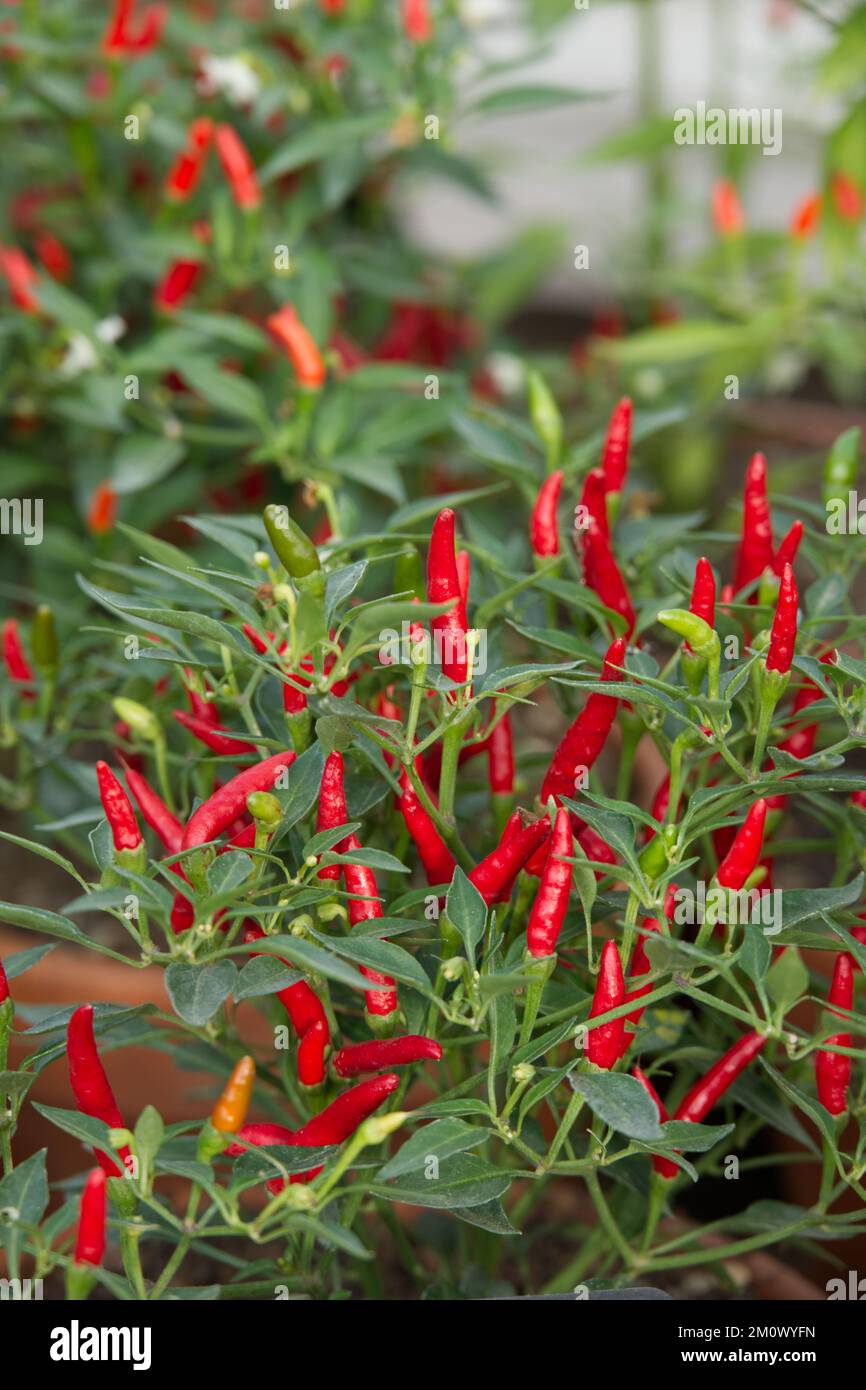 Etna chilli pepper plant hi-res stock photography and images - Alamy
